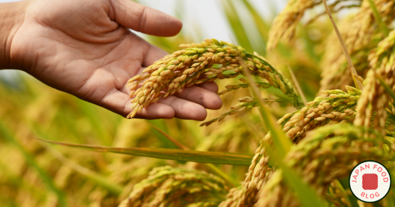 Exploring the Different Types of Japanese Rice - Japan Food Blog